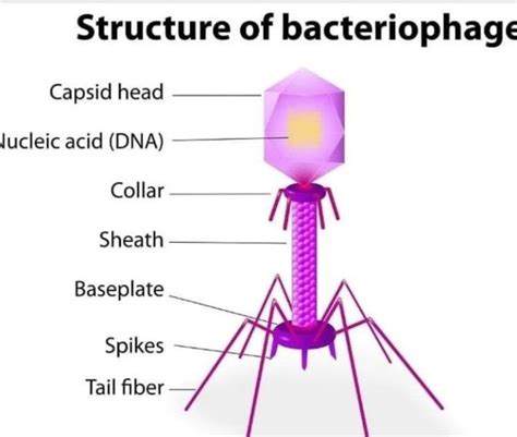 Bacteriophage MEDizzy