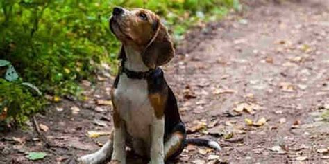 Genetically Mutated Dog