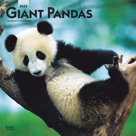Giant Pandas 2023 Square Wall Calendar Browntrout