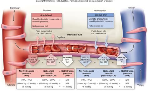Bulk Flow Diagram Quizlet