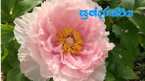 සුන්දරත්වය දකින්න විදින්න ආස අයට 😍💖😍 Youtube