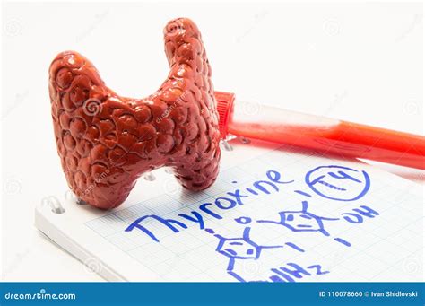 Thyroid Hormone Thyroxine Anatomical Volume Thyroid Gland Figure Lies Next To Test Lab Tube