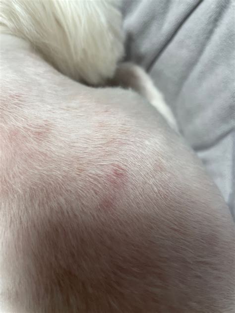 강아지 피부 이게 뭔가요 지식in