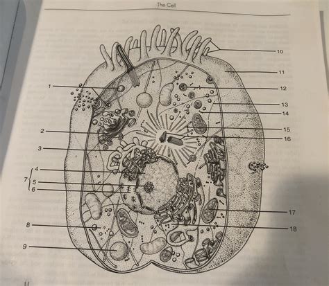 Eukaryotic Cell Diagram Quizlet