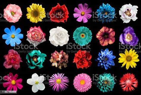 자연과 초현실적 인 파란색 오렌지 빨간색 청록색 노란색 흰색과 분홍색 꽃의 메가 팩은 검은 색에 고립 고품질 의 상세한 사진 0명에 대한 스톡 사진 및 기타 이미지 Istock