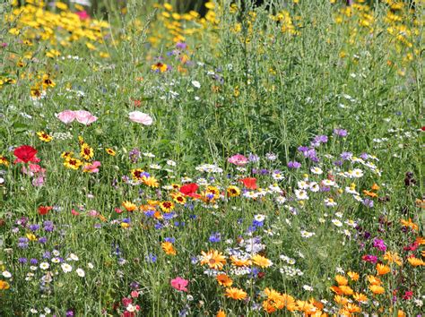 How To Grow A Wildflower Meadow