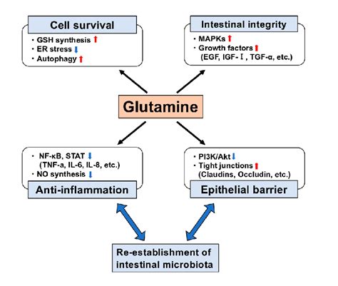 The Physiological Effects Of Glutamine On The Intestinal Functions Download Scientific Diagram