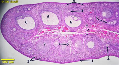 Anatomy Ii Lab Reproductive System Flashcards Quizlet