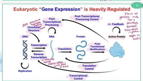 Biochem Exam Lecture Flashcards Quizlet