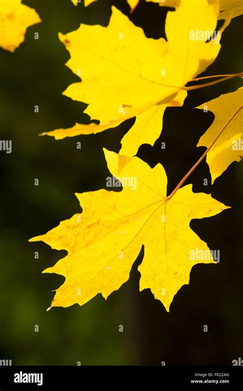 Bigleaf Maple Acer Macrophyllum In Autumn West Cascades Scenic Byway Willamette National