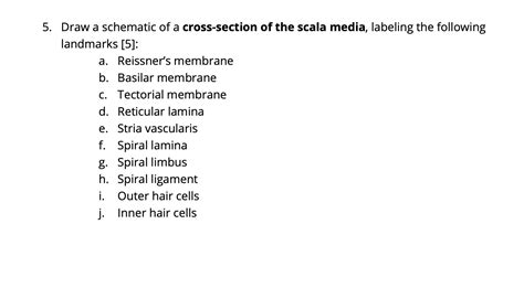[solved] 5 Draw A Schematic Of A Cross Section Of The Scala Media Course Hero