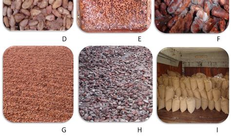 Cocoa Processing Steps Pods On The Tree A Opening B C Download Scientific Diagram