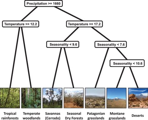 FIG URE Decision Tree Showing Relationships Between Predicted Download Scientific Diagram