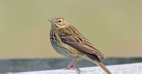 Bill S Birding Loads Of Tree Pipits