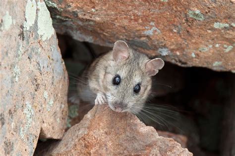 Bushy Tailed Woodrat Neotoma Cinerea Jewel Cave National Monument
