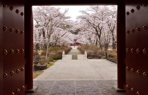 蓼科高原の桜 ケンゾウプランニング 蓼科八ヶ岳の別荘リフォーム