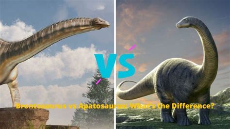 Brontosaurus Vs Apatosaurus Whats The Difference