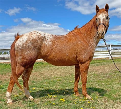 Red Roan Appaloosa Foal
