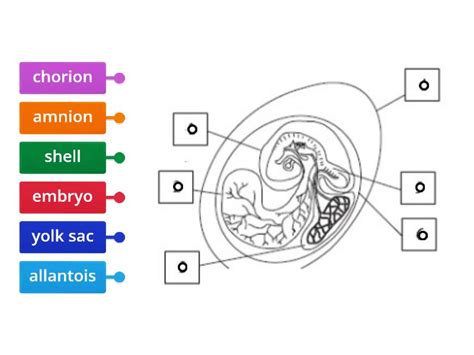Ch 29 And 30 Amniotic Egg Structure Labelled Diagram