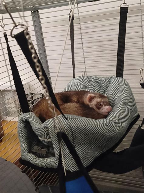 Mission Failed Succesfully Rferrets