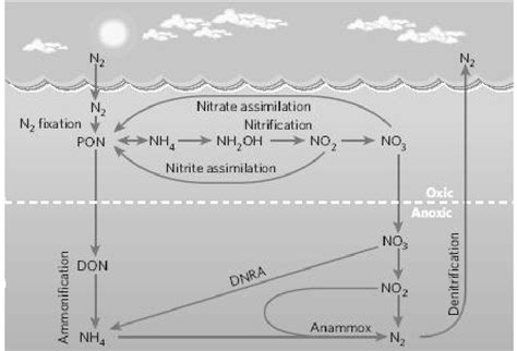 Figure 1 From The Spatial And Temporal Variation Of Nitrogen Fixation In Aquatic Environments