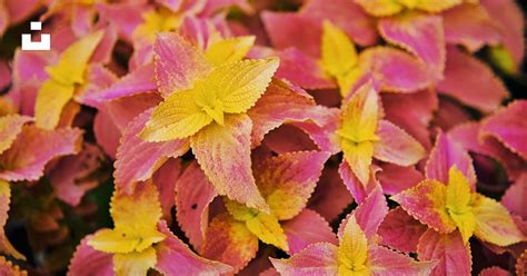 정원에 분홍색과 노란색 꽃이 잔뜩 있다 사진 Unsplash의 무료 센트럴 캠퍼스 이미지