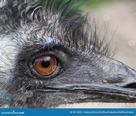 Ostrich Eye Stock Image Image Of Bird Pupil Head Feather 9911005