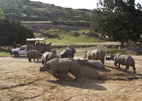 San Diego Zoo Safari Park Guide 2024 Hours Tours Tips