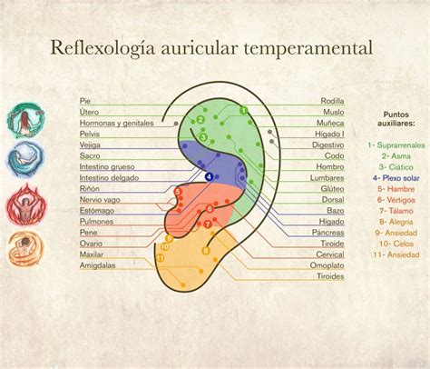 Reflexología Cómo Funciona Beneficios Y Mapas Puntos Reflejos