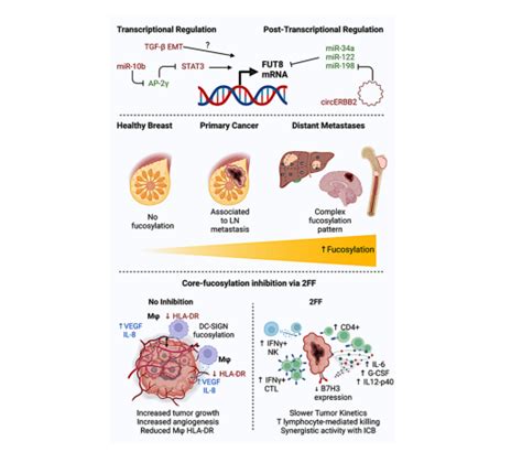 Targeting Post Translational Modifications To Improve Combinatorial Therapies In Breast Cancer