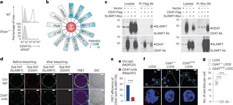 Discovery Of An Antibody That Stimulates The Immune System To Eliminate