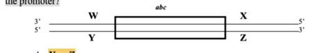 Lecture 14 Mcq Flashcards Quizlet