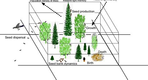 1 Concept Of The Treemig Model It Is Implemented On A Rectangular Download Scientific Diagram