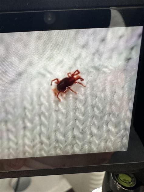 Tiny Fast Bug Needs Identifying Rwhatbugisthis