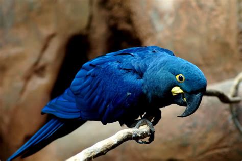 Male Or Female Macaw How To Identify The Differences Vet Reviewed PangoVet