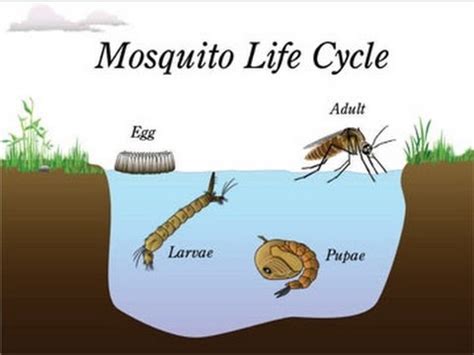 Morphology And Life Cycle Of Mosquitoes Online Science Notes