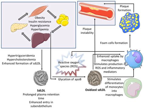 Small Dense Ldl Is A Big Deal