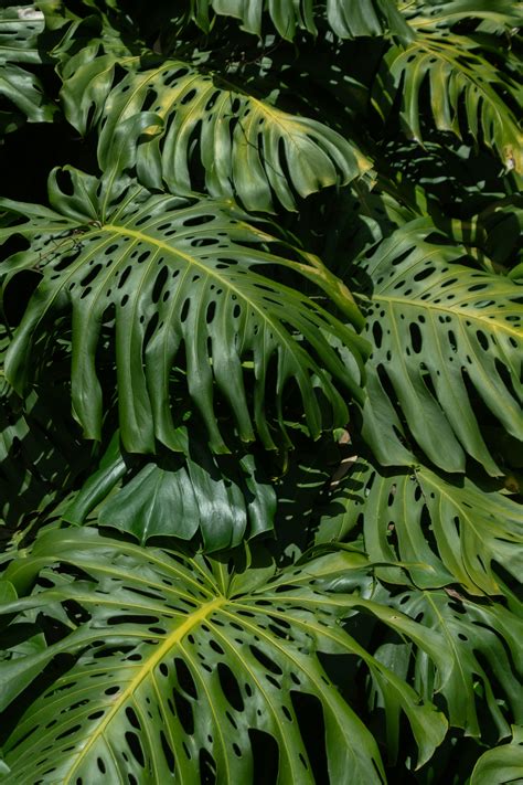 집 밖의 Monstera Deliciosa 경치 계절 나뭇잎 남아메리카 녹지 몬스테라 무성한 밀림 생물학