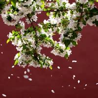 PKU Alignment PKU Alignment