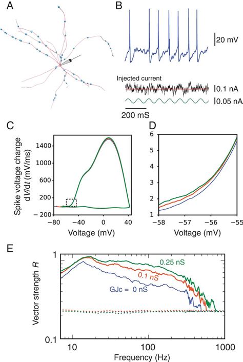 gjs enhance the encoding capability of the neuron a representation download scientific