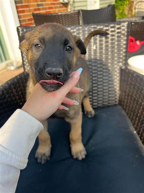Belgian Malinois Puppies For Sale In Illinois