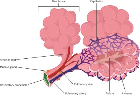 181 Respiratory System Medicine Libretexts