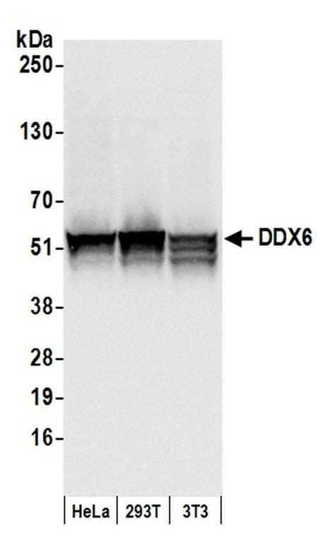 Ddx6 Polyclonal Antibody A300 461a