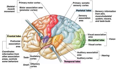 Gustatory Cortex Lobe Yahoo Search Results Cerebral Cortex Brain Anatomy Premotor Cortex