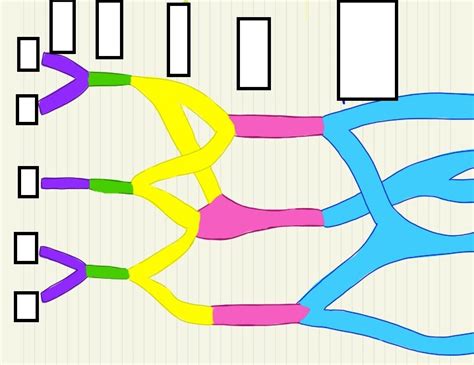 Brachial Plexus Illustration Diagram Quizlet