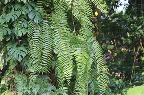 Tree Leaves Are Light And Dark Green Stock Photo Image Of Fern Vegetation