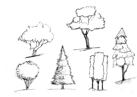 Trees In Section Drawing Urban And Community Forestry Planting Trees Trees In Section Drawing Urban And Community Forestry Planting Trees