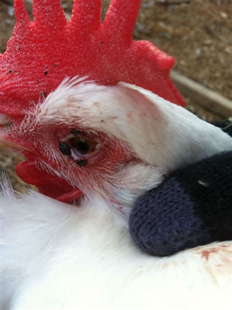Chicken Eye Infection Backyard Chickens Learn How To Raise Chickens