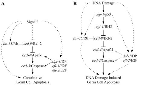Genetic Pathways For Germ Cell Apoptosis In C Elegans A The Genetic