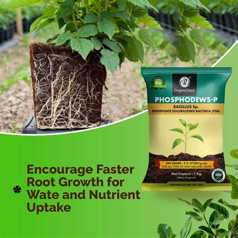 Organicdews Phosphate Solubilizing Bacteria Psb Bio Inoculum Fertilizer 1 Kg At ₹ 80 Kg